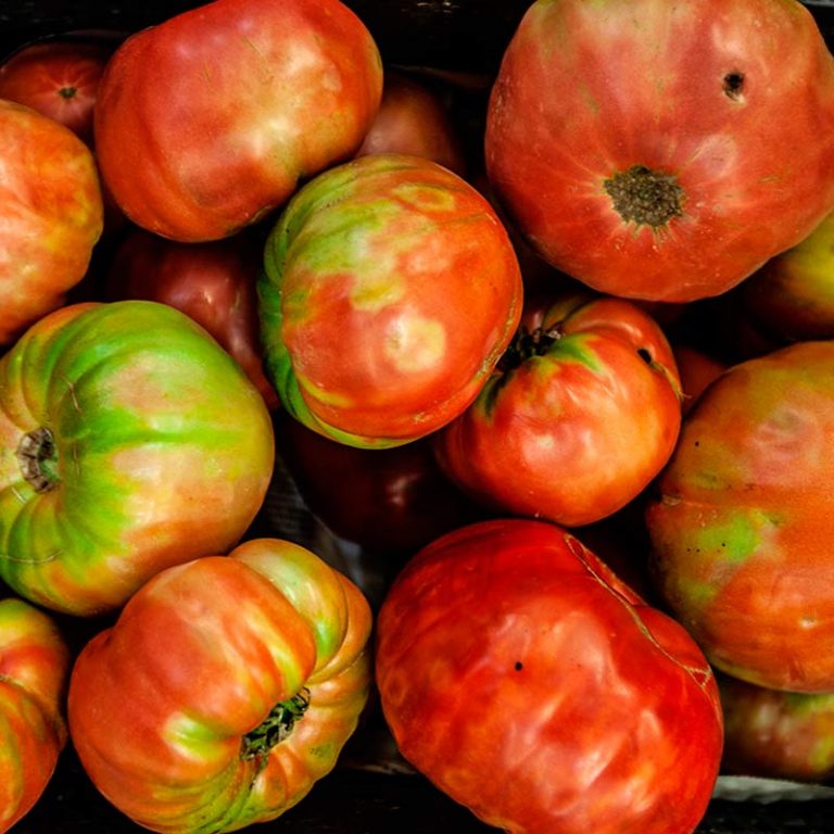 Tomate feo de Tudela. Descubre todo lo que quieras saber sobre el.