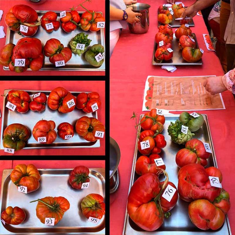 Tomate feo de Tudela. Descubre todo lo que quieras saber sobre el.